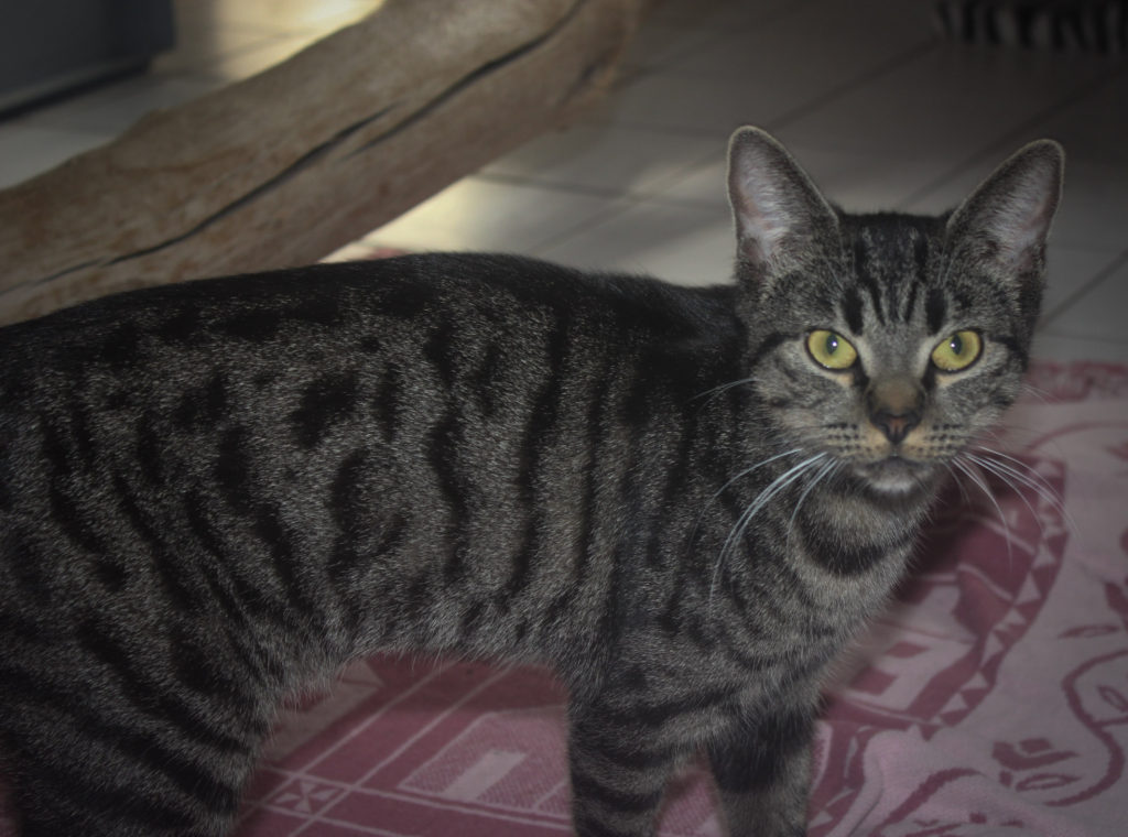 Sheema | Tierheim Rastatt