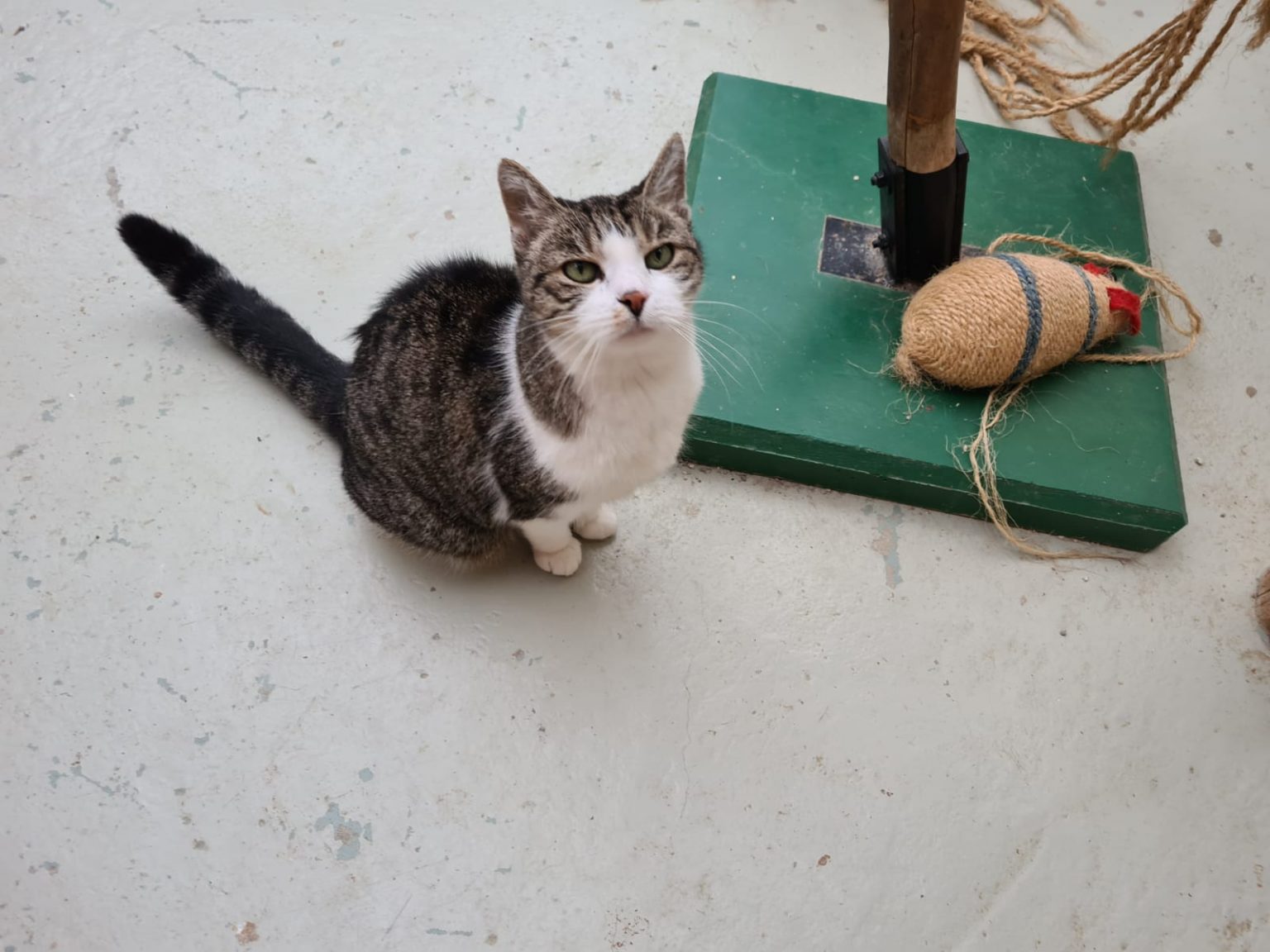 Lina *01.02.2010 | Tierheim Rastatt