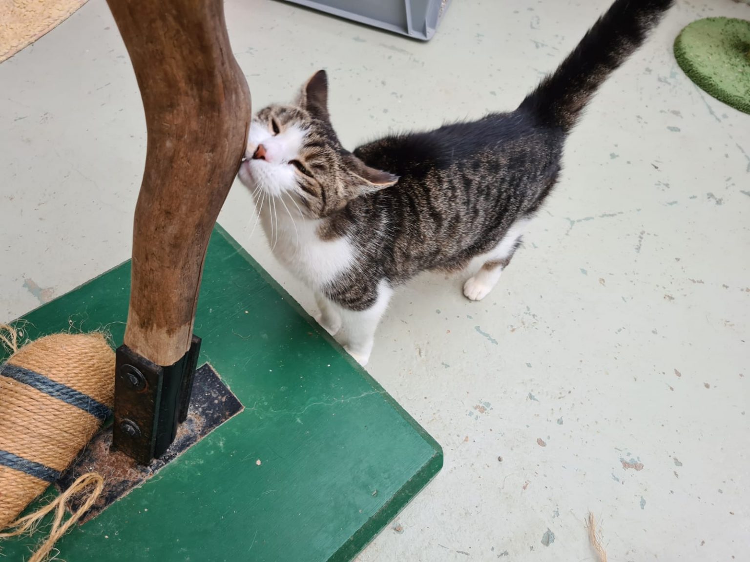 Lina *01.02.2010 | Tierheim Rastatt